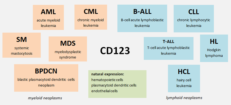 CD123 at a glance - EXBIO Antibodies