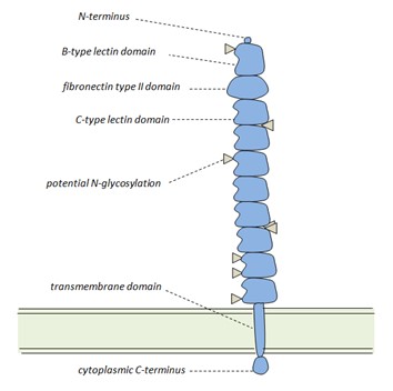 CD206 at a glance - EXBIO Antibodies