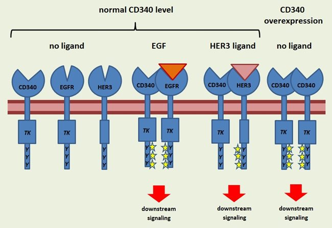 An important cancer marker CD340 - EXBIO Antibodies
