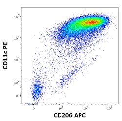 CD206 at a glance - EXBIO Antibodies