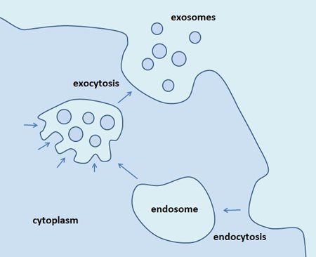 Exosomal markers - EXBIO Antibodies