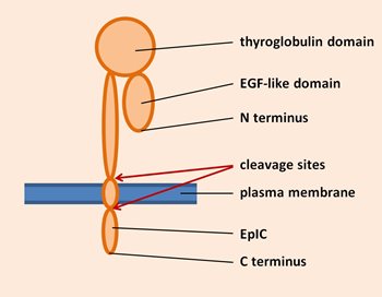 CD326 at a glance - EXBIO Antibodies