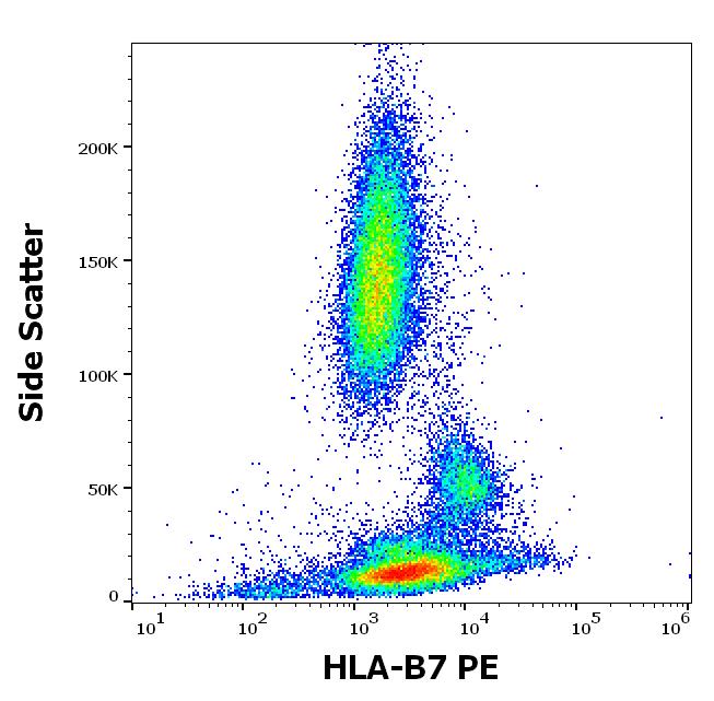 Anti-HLA-B7 PE - EXBIO Antibodies