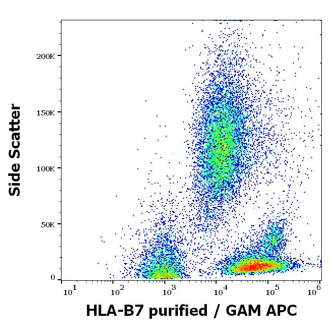 Anti-HLA-B7 Purified - EXBIO Antibodies