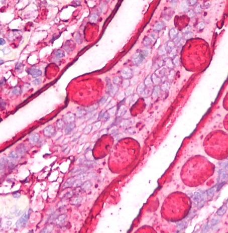 Anti-Blood Group Lewis b Purified - EXBIO Antibodies